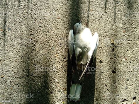 아스팔트에 죽은 새 거북이 비둘기 또는 비행 중 사망 한 비둘기 회색과 흰색 깃털 태양광선이 옆에서 새의 몸을 비추다 0명에