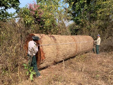 တောင်ငူ၊ ကသာမြို့နယ်တို့တွင် တရားမဝင်သစ်များ ဖမ်းဆီးရမိ Myanmar Digital News