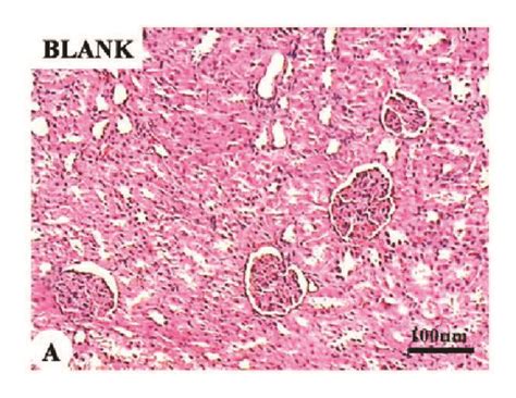 Histology Of Renal Tissue Normal Histological Characteristics Of