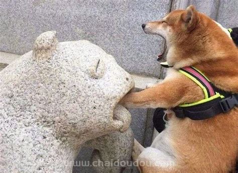 日本柴犬怎么样为什么喜欢的人这么多呢 柴豆豆柴犬