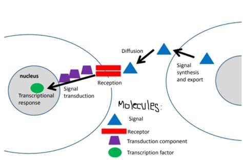 Cells And Development 7 Intercellular Communication In Animal