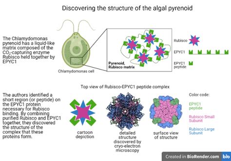 Structural Insights Into The Liquid Like Center Of The Eukaryotic Co2 Concentrating Organelle Structural Insights Into The Liquid Like Center Of The Eukaryotic Co2 Concentrating Organelle