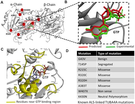 Molecular Docking Is Consistent With Experimental Models Of Gtp Binding