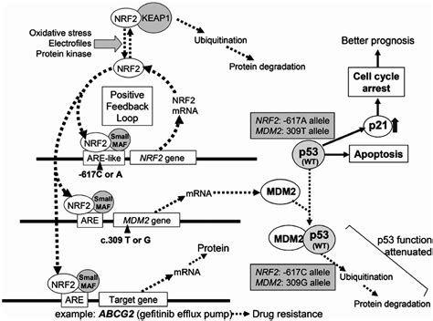 Schematic Illustration Showing The Effect Of Nrf2 Snp 617c A And