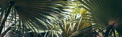 Green Tropical Palm Trees With Lush Foliage Growing In Garden Tropical
