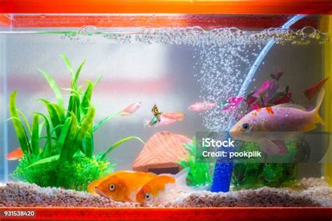Ikan Kecil Di Tangki Ikan Atau Akuarium Ikan Emas Ikan Guppy Dan Merah