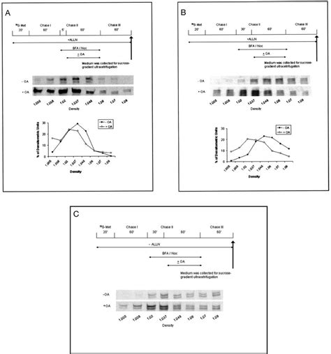 The Protocol Was The Same As Described In Fig 1 Except That Bfa Noc Download Scientific