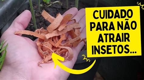 Podemos Colocar Cascas De Legumes Diretamente Por Cima Da Terra Youtube