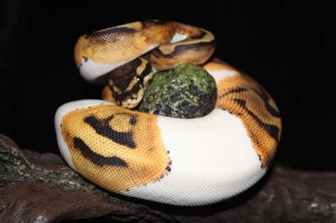 Pied Ball Python Cake For My Gfs Birthday 😹 Rballpython