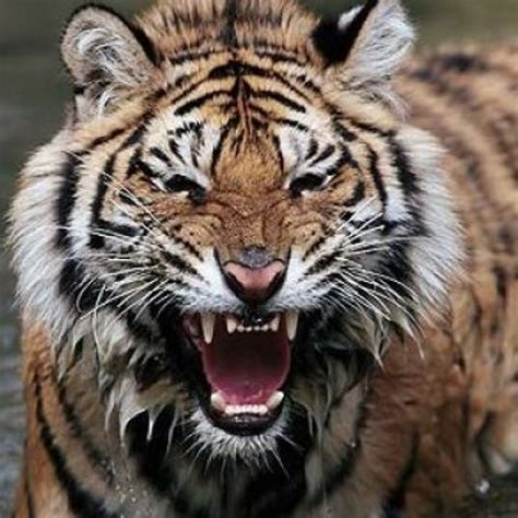 Stream Roaring Like A Tiger Tom Diss By Amk Listen Online For Free