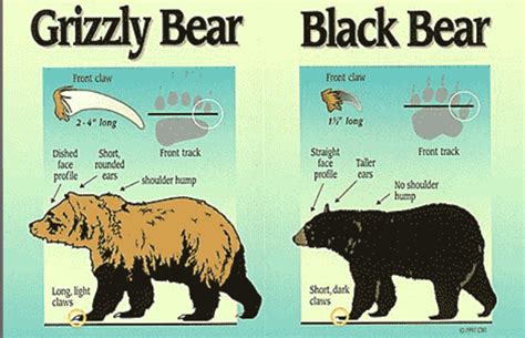 Structures Black Bear Evolution