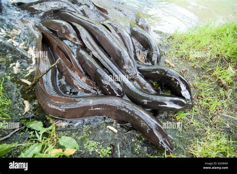 Are Eels Dangerous In New Zealand At Alica Martel Blog