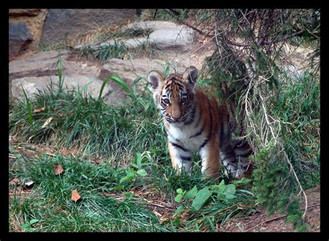 Tiger Cub There Are 3 New Tiger Cubs At Phila Zoo Of Co Flickr