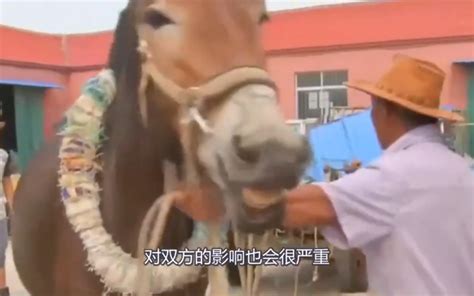 杂交物种的骡子不能生育？看看马和骡它们做的好事！简直辣眼睛呀。哔哩哔哩bilibili