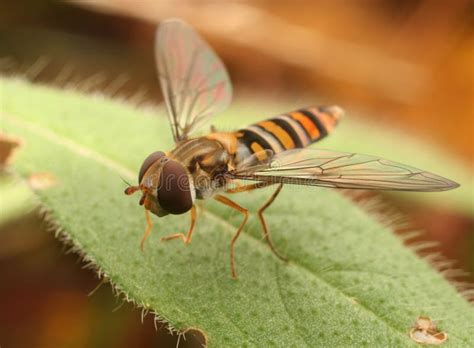 Love Bug Stock Photo Image Of African Bugs Summer 60206448