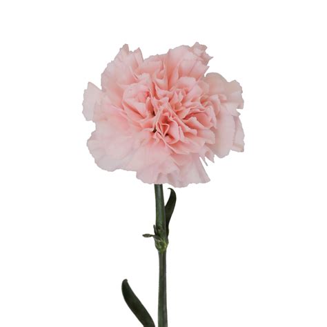 Light Pink Carnations Pink Carnations Carnations Diy Wedding Garland