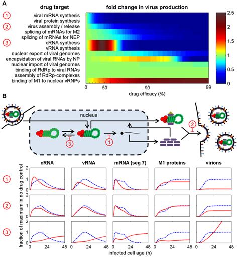 Inhibition Of Viral Rna Synthesis Translation Or Assemblyrelease Download Scientific Diagram