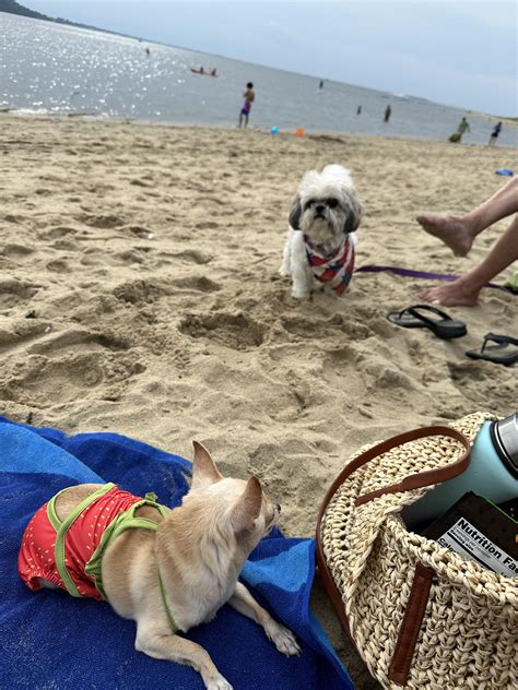 Oscar the beach bum : r/Shihtzu