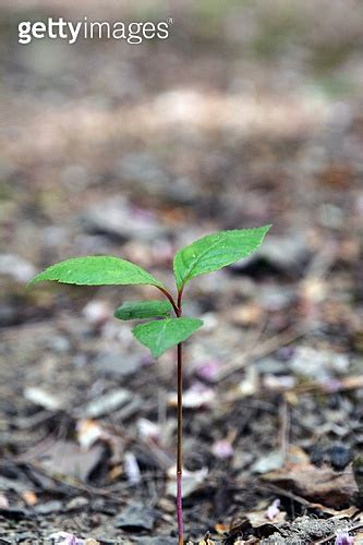 새싹 이미지 A7945961 게티이미지뱅크 새싹 이미지 A7945961 게티이미지뱅크