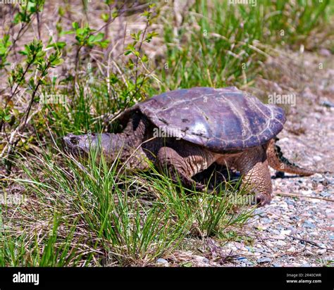 Snapping Turtle Close Up View Out Of The Water And Looking To Find A