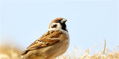 Configuration Apollo Lab