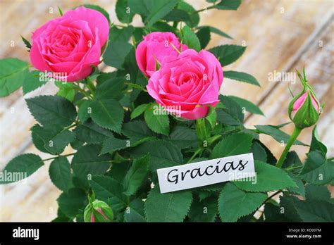 Gracias Merci En Espagnol Carte Avec Pink Roses Sauvages Photo Stock