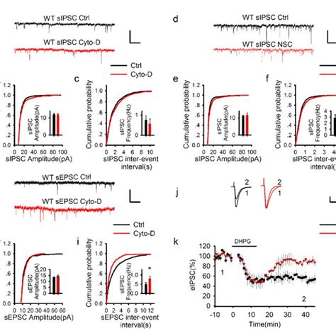 Normal Gabaergic Neurons Synapses Gaba Receptor Function And