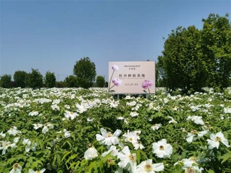 重磅首发国内首份牡丹功效报告出炉MCL花皙蔻领跑牡丹抗衰 TOM资讯
