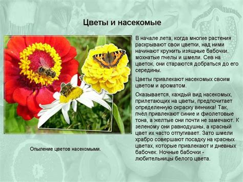 Цветок орган семенного размножения презентация онлайн