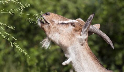 Do Goats Have Top Teeth Farmhouse Guide