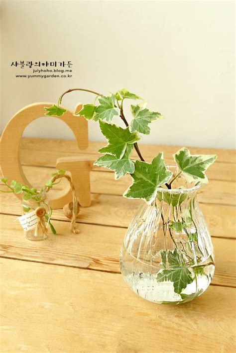 실내공기정화식물 아이비 키우기 아이비 잘키우는방법 네이버 블로그