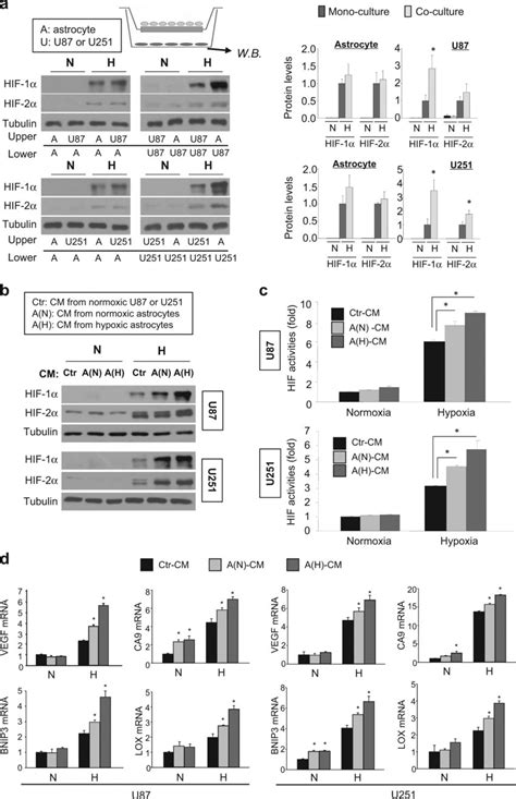 Astrocytes Potentiate The Hif 1 Signaling Pathway In Glioblastoma Download Scientific Diagram