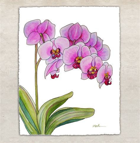 Orchid Painting Watercolor