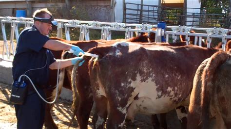 Bovine Ultrasound Probe Introducer Bcf Technology Easi Scan Youtube