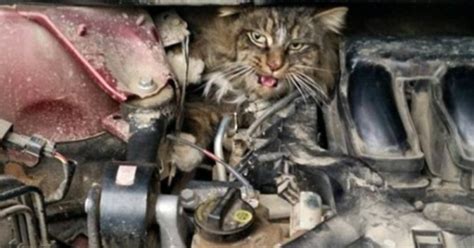 ‘숨숨 가능한 차 아래 고양이밥피해 차량 전손 처리