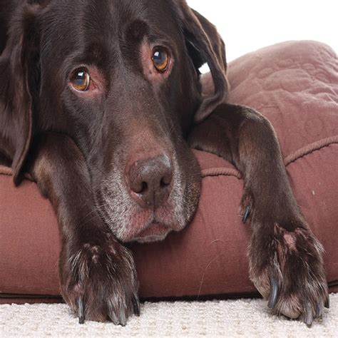 Que Significa Derrame En Perros