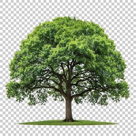 Дерево Png с прозрачным фоном Премиум Psd Файл