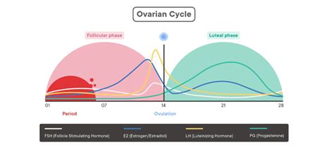Fueling And Female Sex Hormones Part Two Freetrail