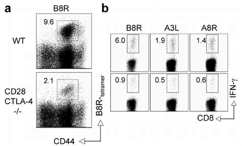 Impaired Generation Of Effector Cd8 T Cells To Both Dominant And