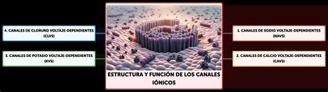 Estructura Y Función De Los Canales Iónicos Algor Cards