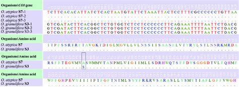 Nucleotide Difference And Deduced Amino Acid Sequences For The
