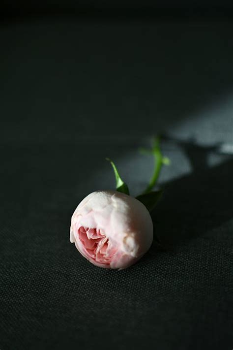 고독한 고립된 고요한 고요함 그림자 꽃 꽃꽂이 꽃무늬 꽃잎 낭만적인 녹색 줄기 단일 개체 대조 로맨스 매크로 미니멀리스트 발아 봄 부드러운