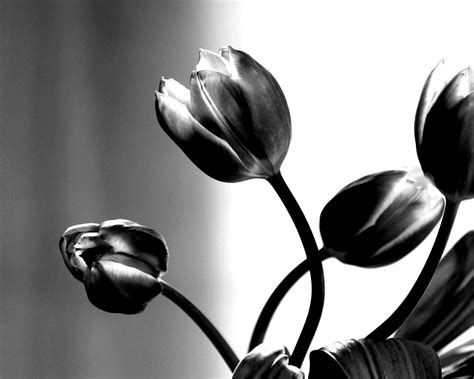 Скачать обои «Сиреневые цветы 1280х1024 для рабочего стола с фильтром Inkwell