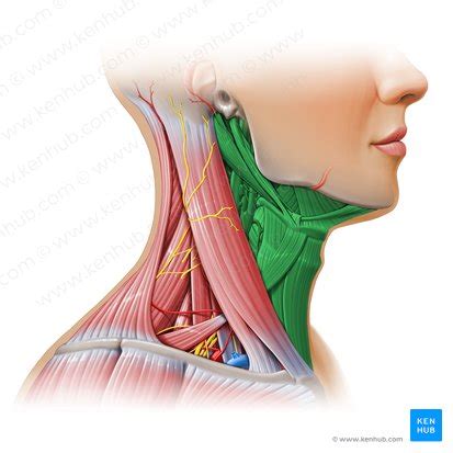 Cabeza y cuello Regiones y anatomía Kenhub