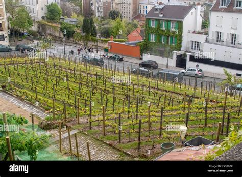 Paris France Apirl 20th 2024 A View Of The Montmartre Vineyard