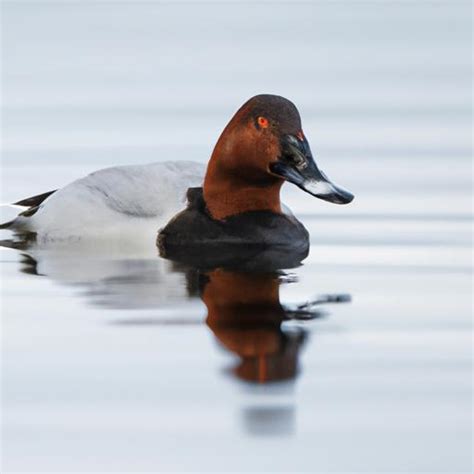 Canvasback Duck A Majestic Waterfowl In The North American Ecosystem