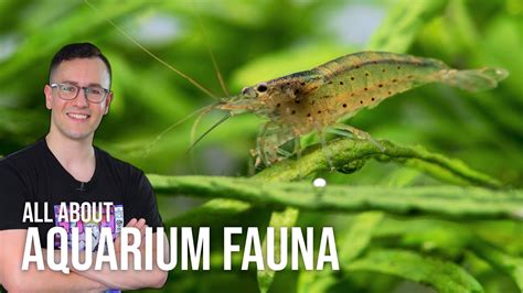 All About Freshwater Aquarium Fish Shrimp And Snails Ep5 Planted Tank