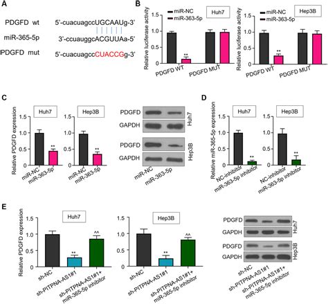 Lncrna Pitpna As Promotes Cell Proliferation And Metastasis In Hepatocellular Carcinoma By