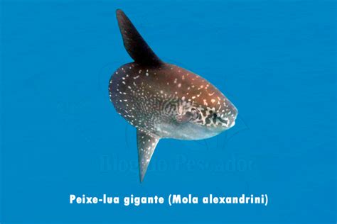 5 Tipos De Peixe Lua Características Habitat Informações E Muito