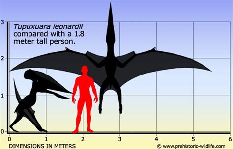 Tupuxuara Pictures And Facts The Dinosaur Database